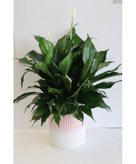 Pink Peace Lily