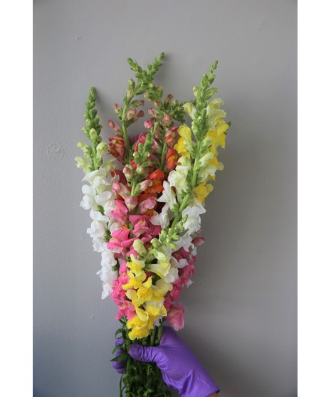 Snapdragon Bouquet